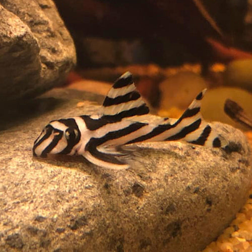 All fish – Lord Pleco