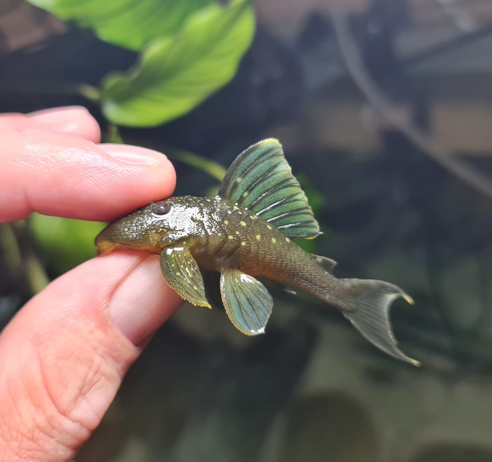 L128 Blue Phantom 8cm – Lord Pleco