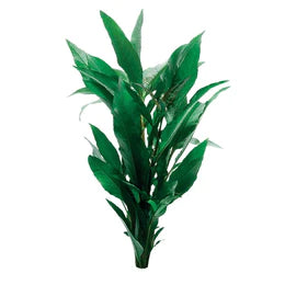 Blue Stricta Bunch 110312 – Lord Pleco