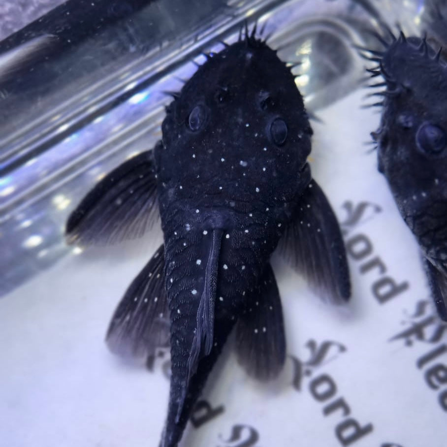 L255 Spotted Medusa Pleco 8-9cm – Lord Pleco