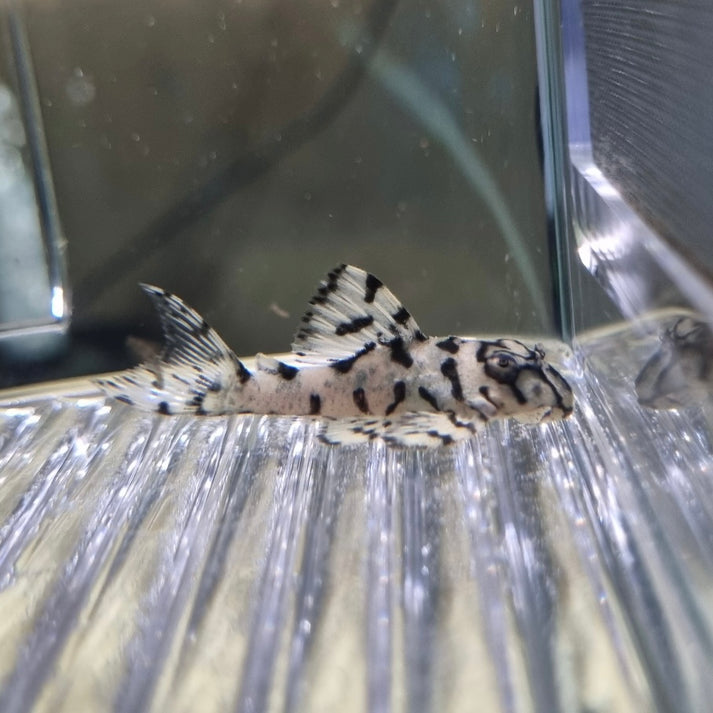 L236 SW 3-4.5cm – Lord Pleco