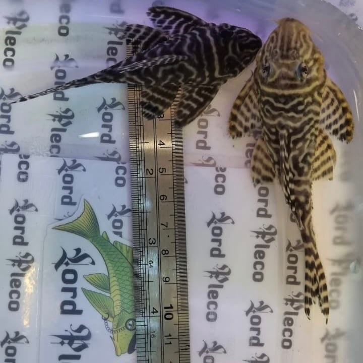 L333 King Tiger Adult Males – Lord Pleco