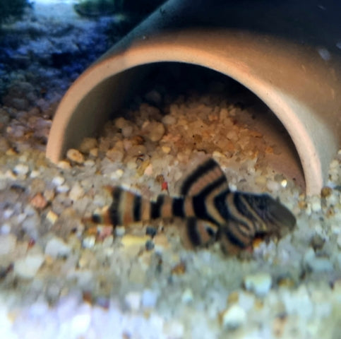 L002 Tiger Peckoltia 4-6cm – Lord Pleco